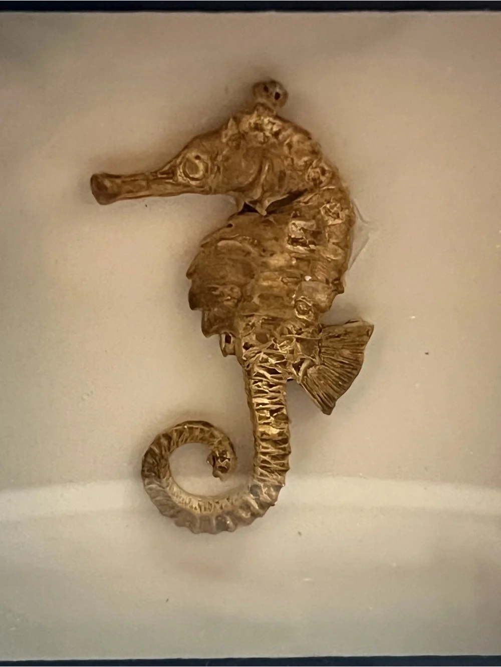 Source Unknown | Accents | Framed Seahorse Shadow Box Coastal Nautical ...